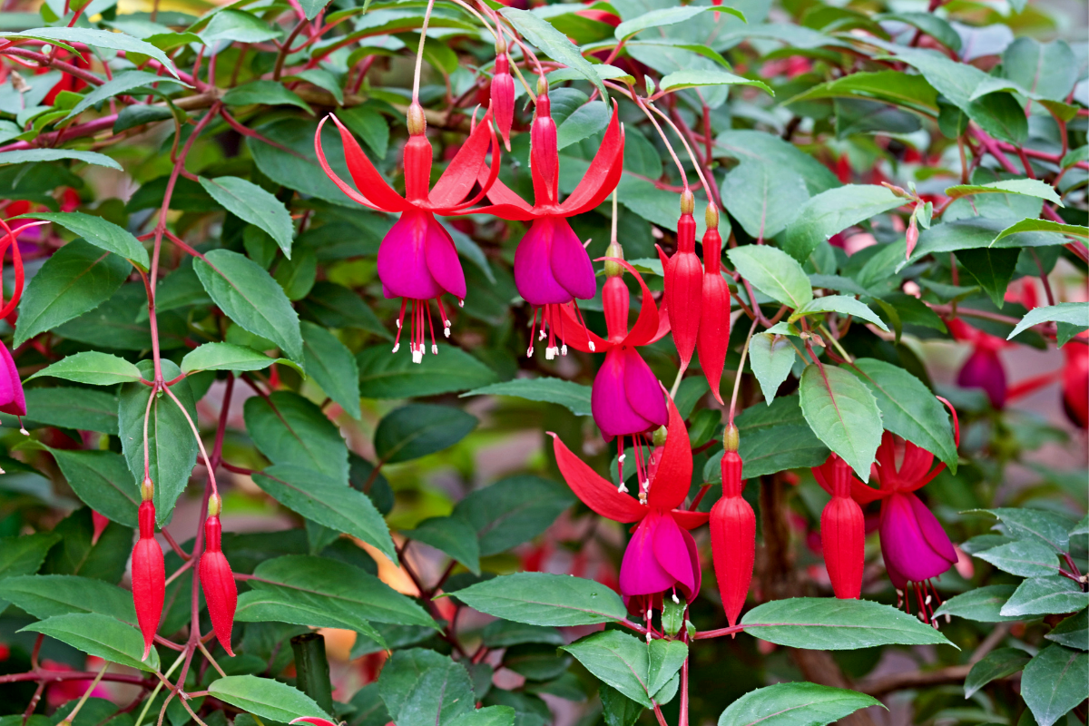 Quand et comment tailler correctement les fuchsias pour favoriser une ...